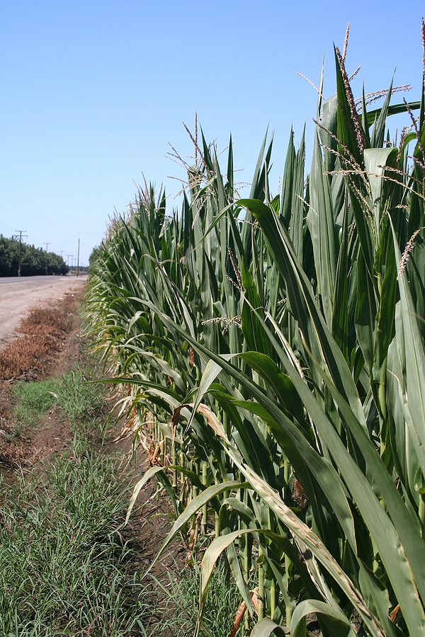 U.S. Sheriffs: Tall Corn Creates Hazard on Rural Roads
