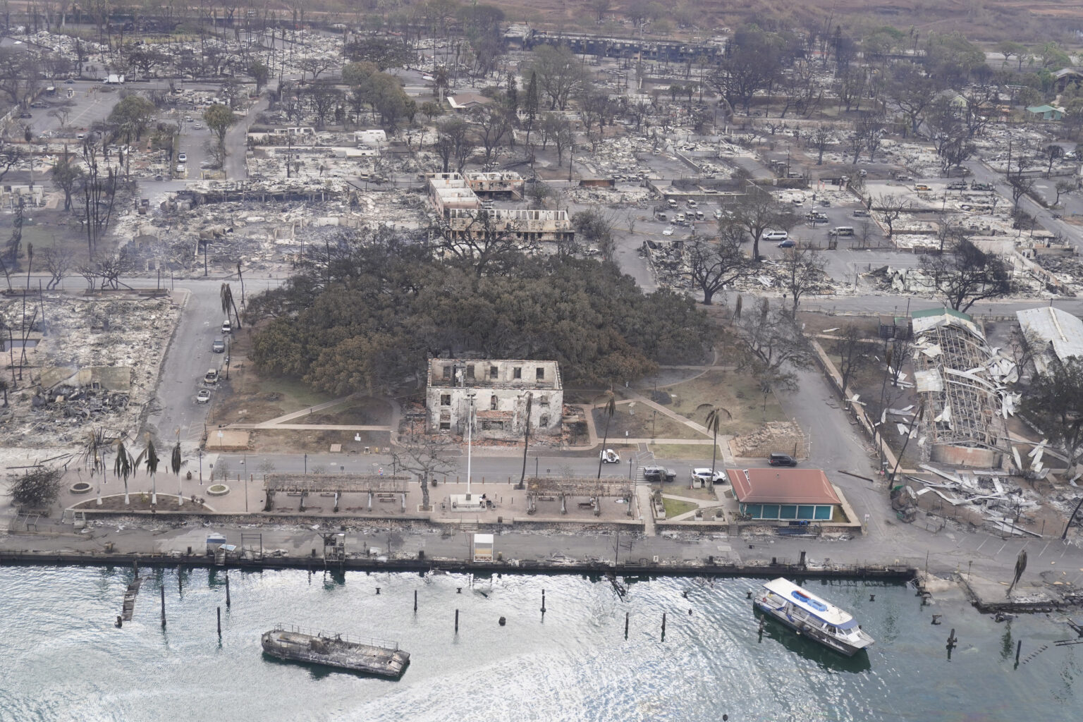 The Trees Arrived with Polynesian Voyagers. After Maui Wildfire, There ...