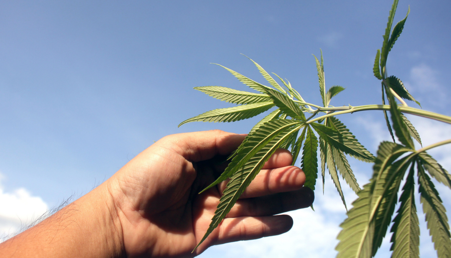 ‘Big Tobacco’ Moment for Cannabis: What Insurers Need to Know About ...